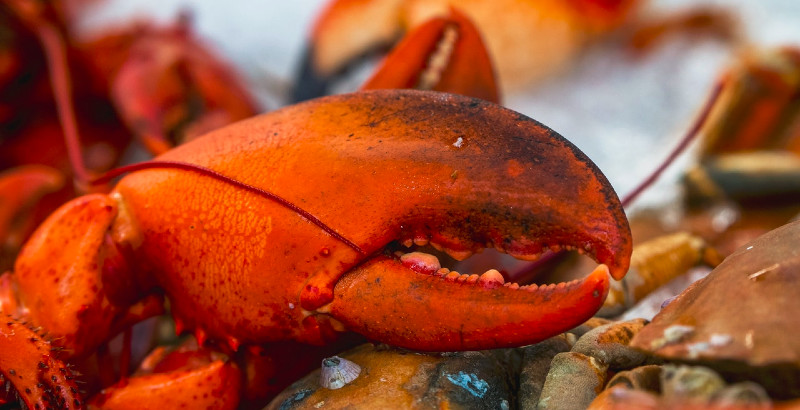 Les prix des homards des Maritimes grimpent en flèche- Détaillant ...